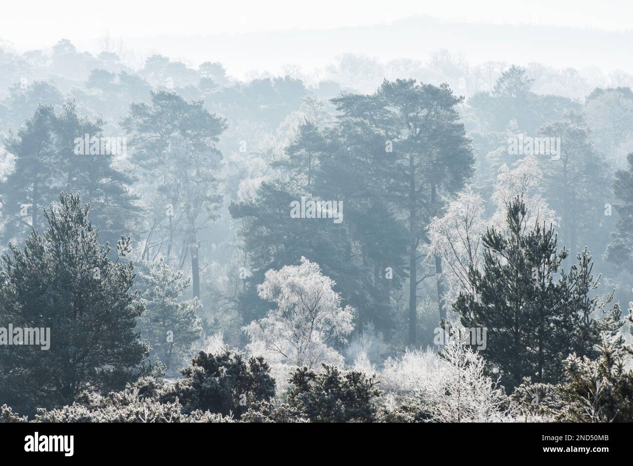 landscape of hoar frost on misty morning, trees receding into distance ...