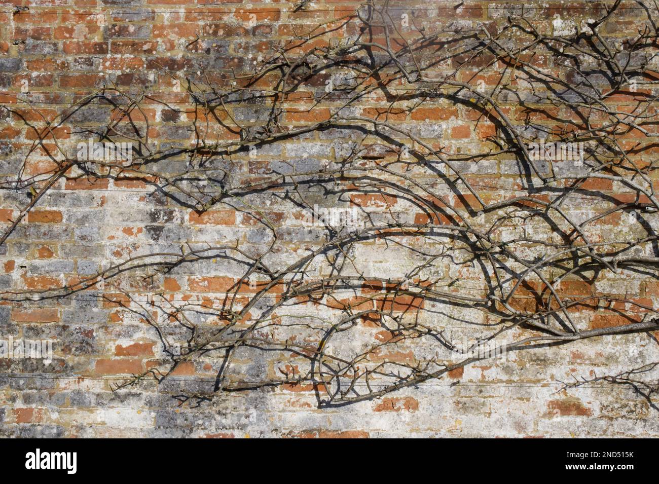 Pruned rose stems hi-res stock photography and images - Alamy