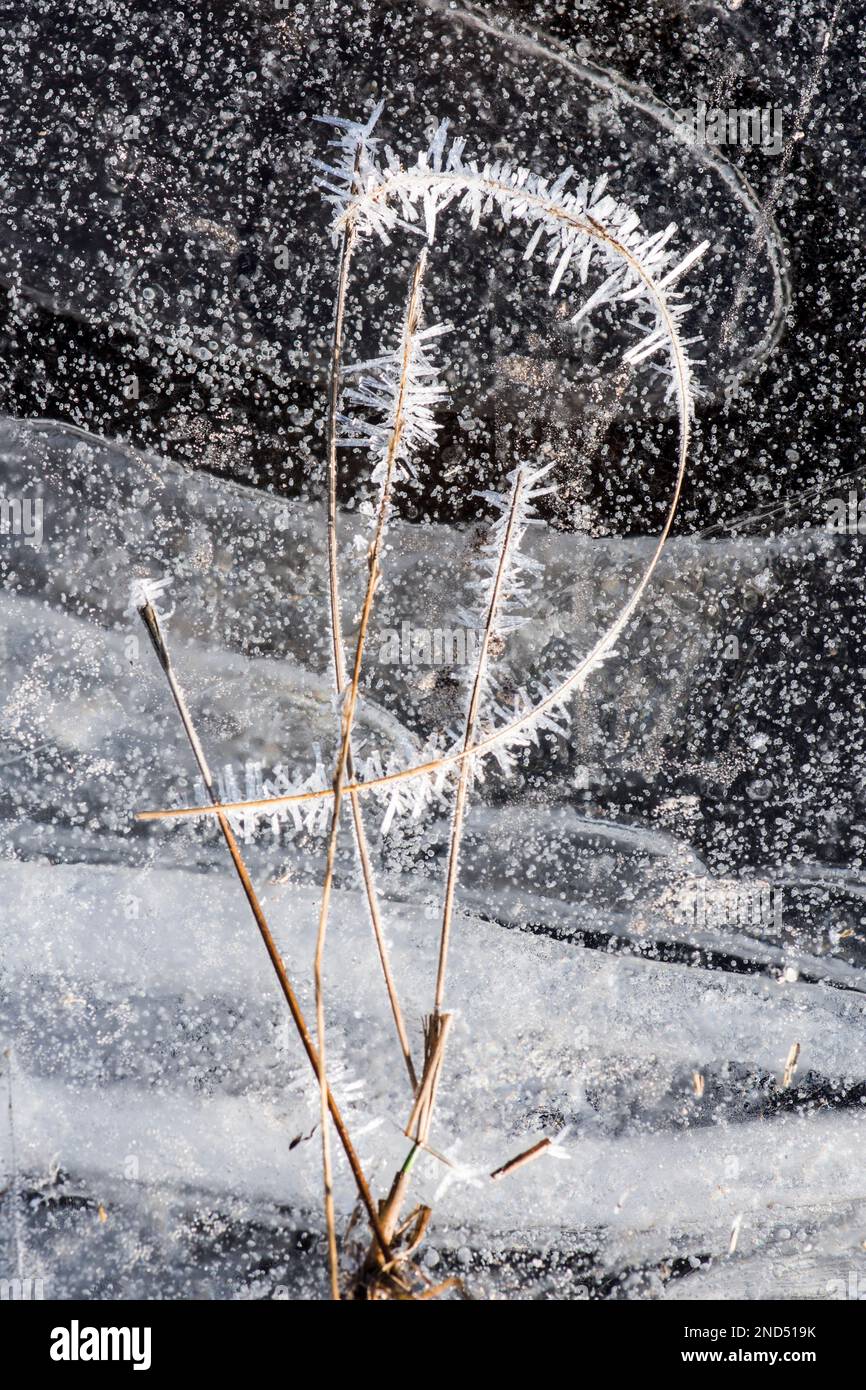 interesting pattern and shape of grass and frost trapped in frozen ice ...