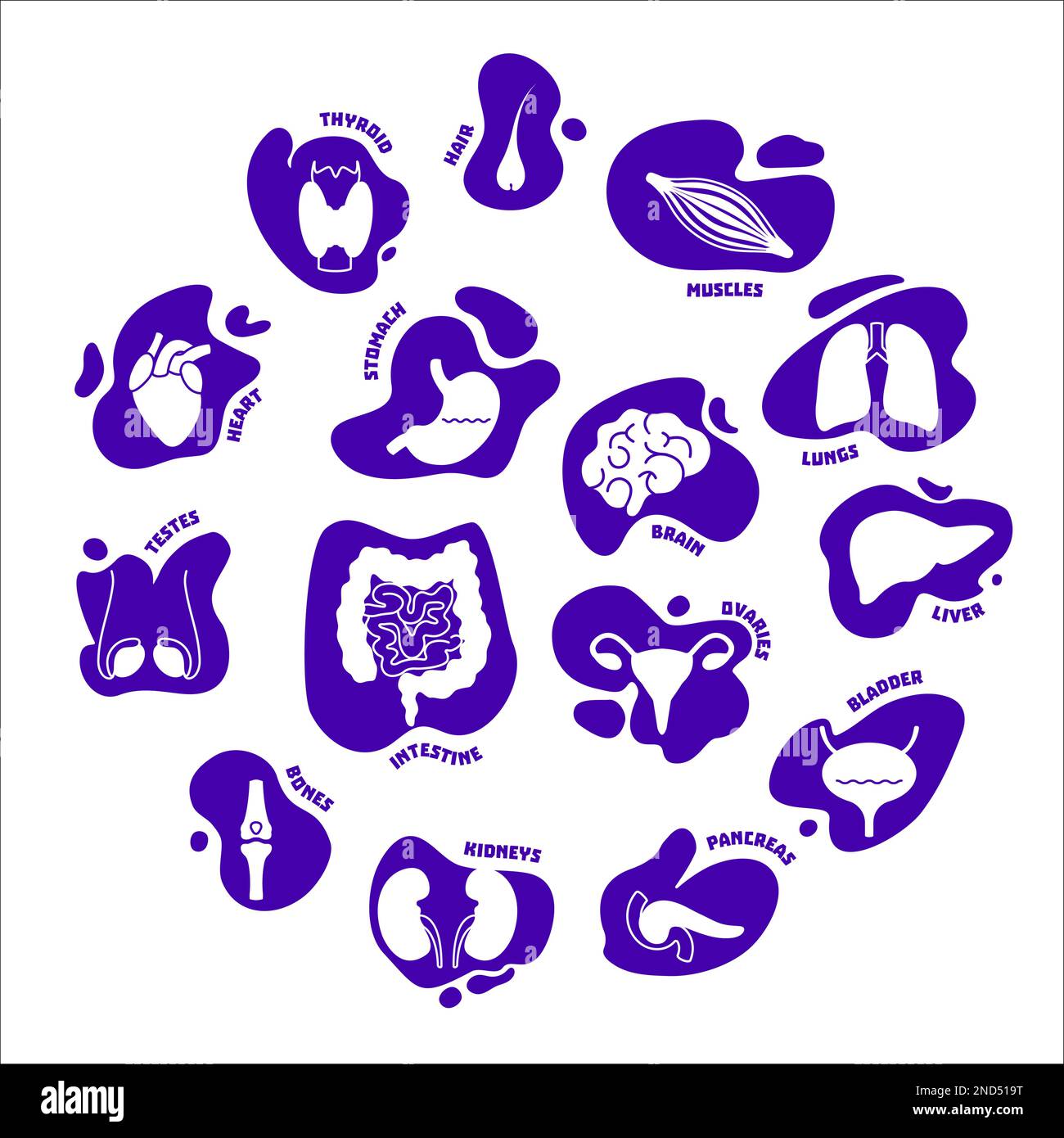 Human body organs silhouette pictogram icon set Stock Vector Image ...