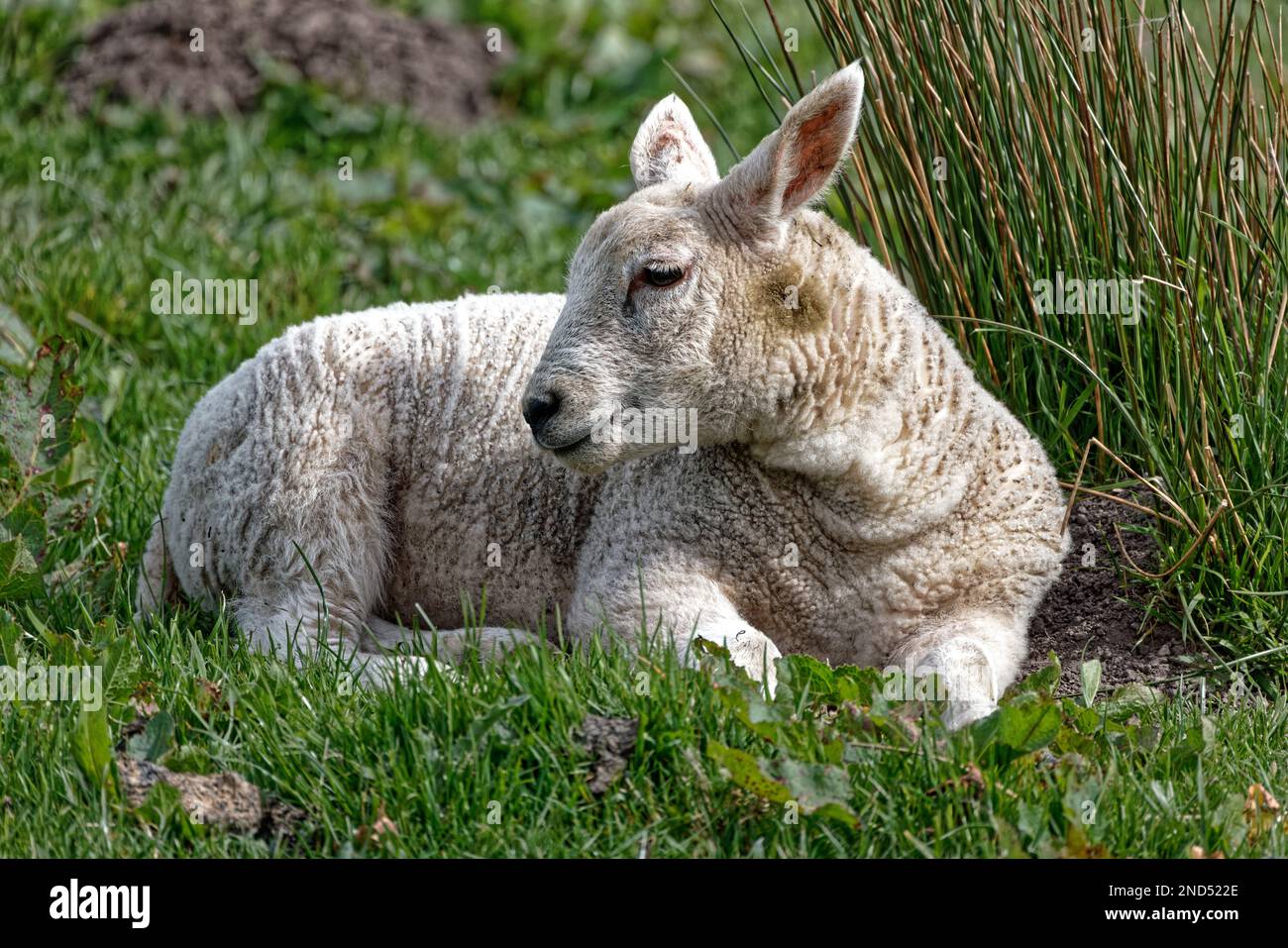Lamb resting by a clump of long grass Stock Photo - Alamy