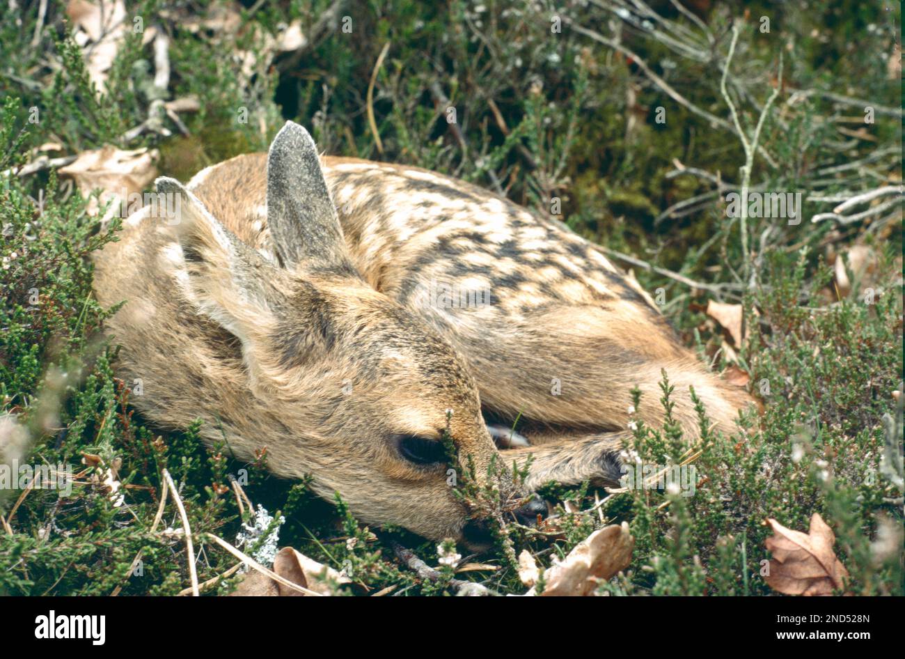 Roe deer, Capreolus capreolus, new-born fawn lying still in short ...