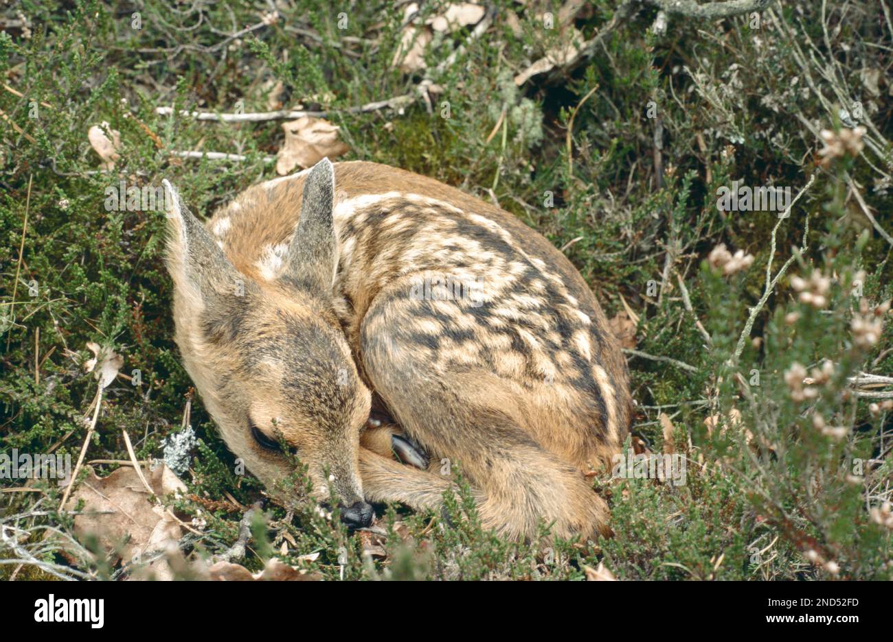 Roe deer, Capreolus capreolus, new-born fawn lying still in short ...