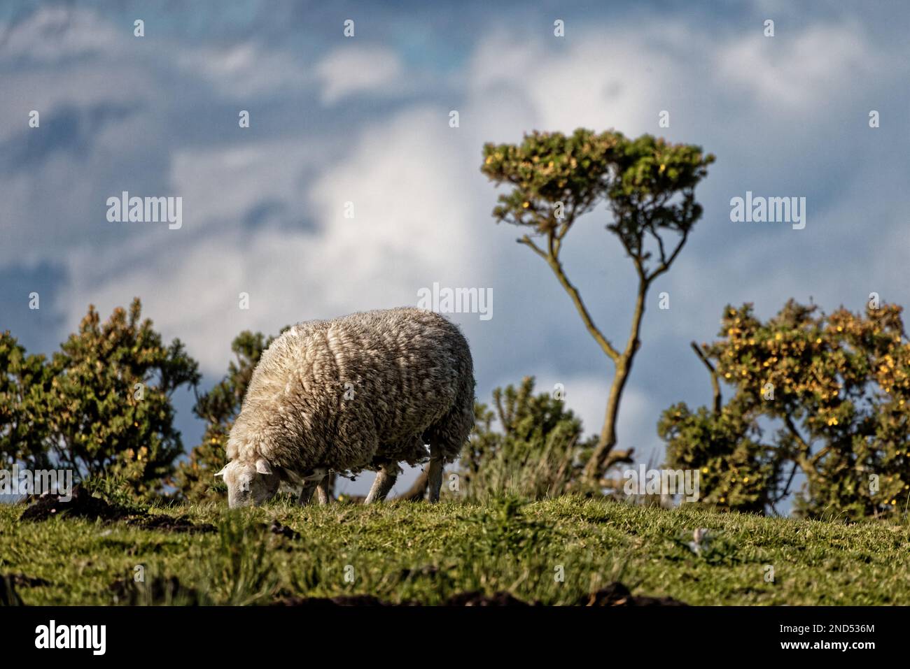 Sheep wool cloud hi-res stock photography and images - Alamy