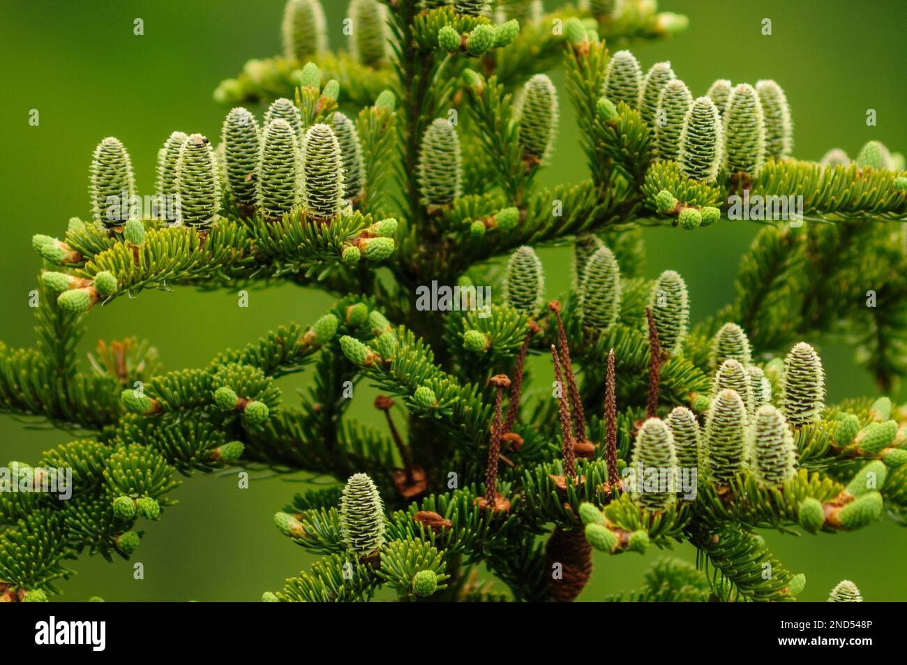 Red spruce hi-res stock photography and images - Alamy