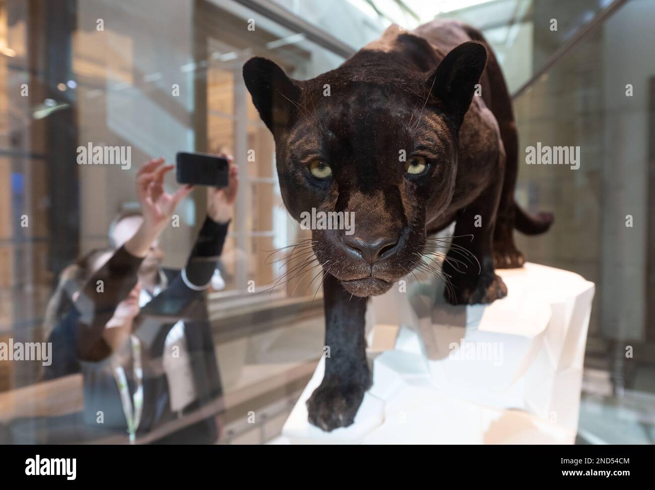 Stuttgart, Germany. 15th Feb, 2023. The specimen of a black jaguar is ...