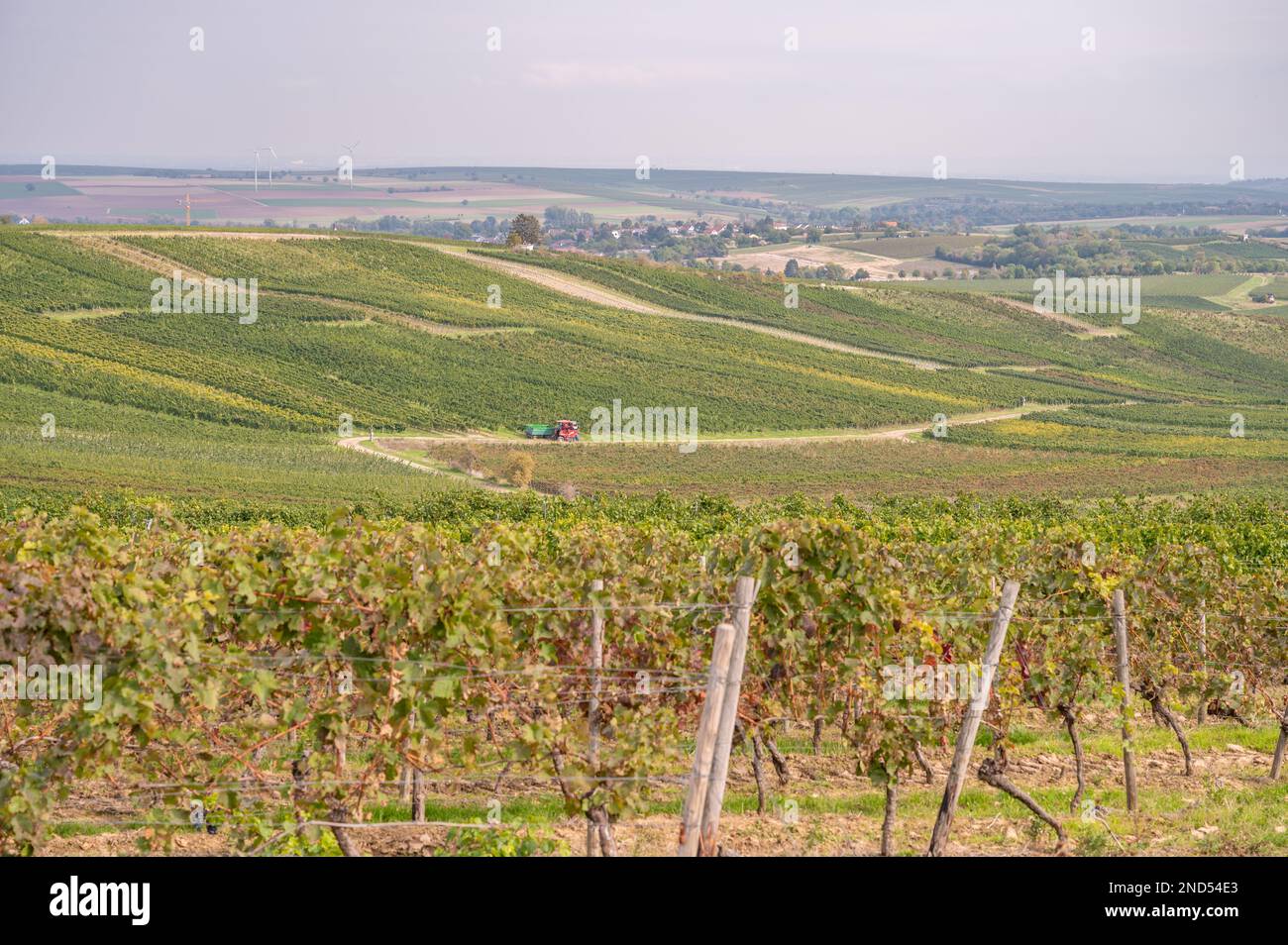 Grape harvest machine next to a tractor with trailer on agricultural ...