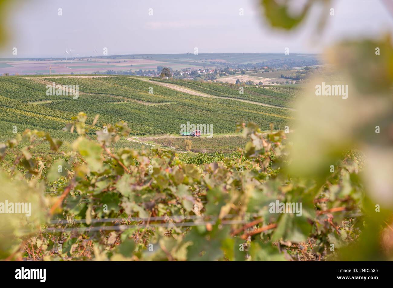 Grape harvest machine next to a tractor with trailer on agricultural ...
