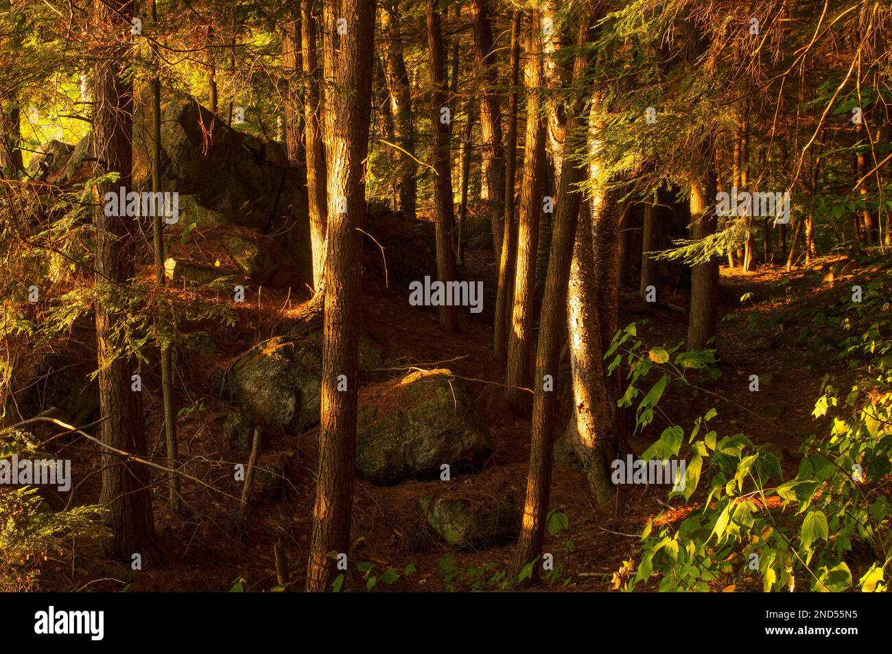 Early morning light in an Eastern Hemlock forest in the Adirondack ...