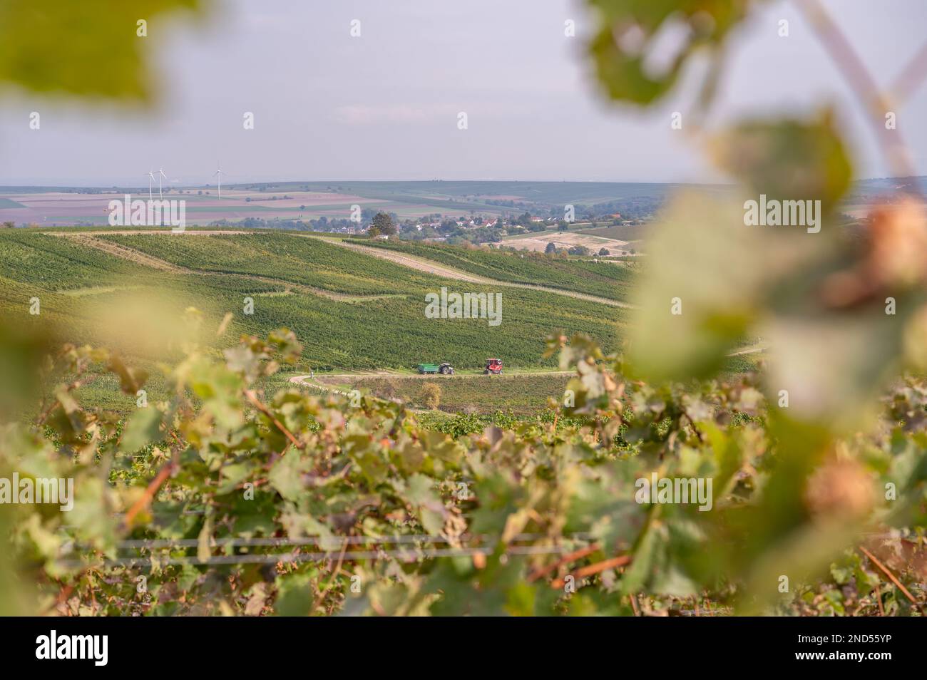 Grape harvest machine next to a tractor with trailer on agricultural ...