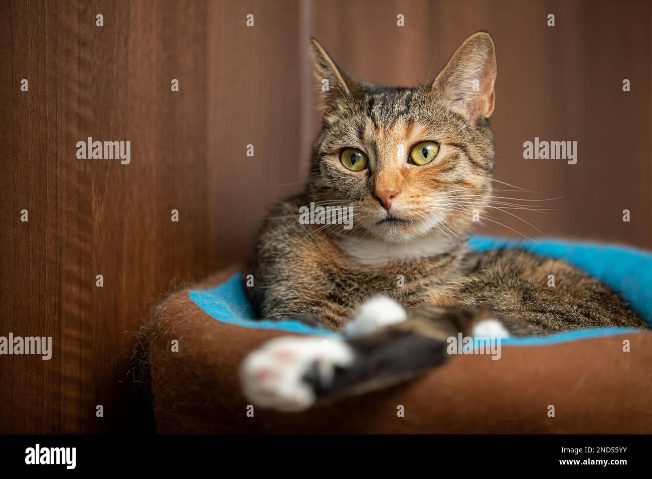 The cat sits quietly on its bed and watches Stock Photo - Alamy