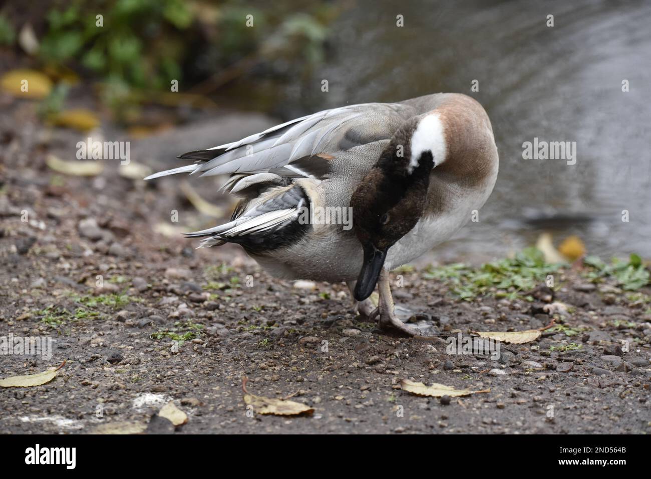 Close-Up Image of a Northern Pintail x Gadwall Hybrid Duck (Anas acuta ...