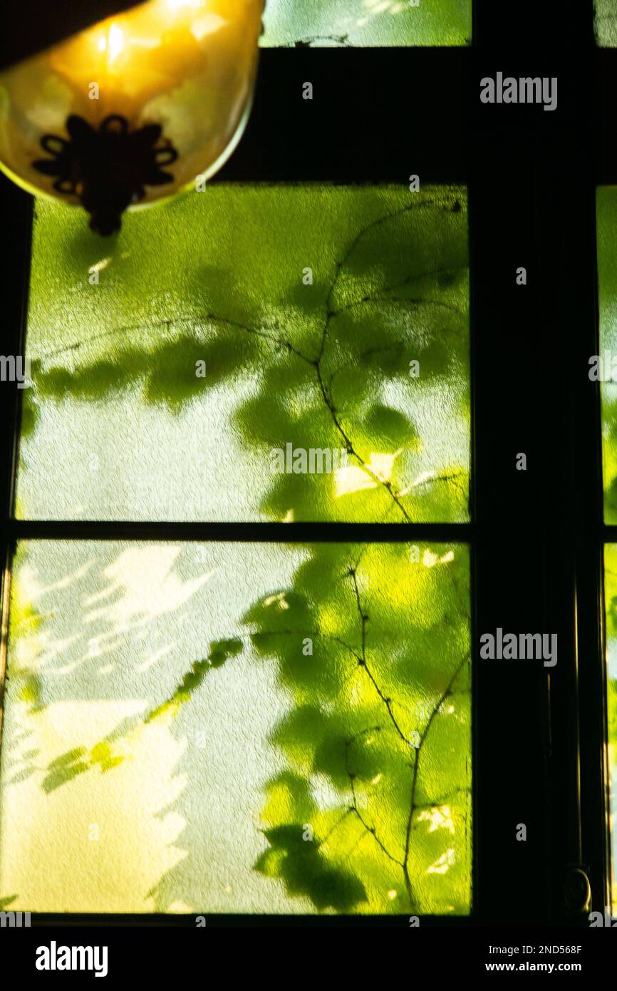 green vegetation through windows Stock Photo - Alamy