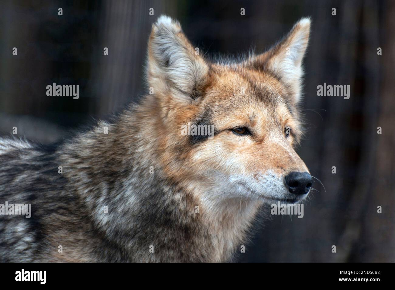 Coyote Staring Face Aggressively