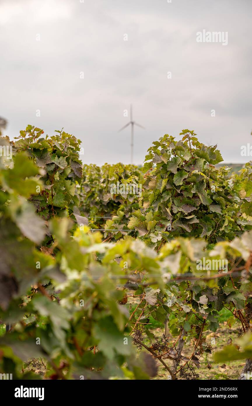 Wind turbine vine plants hi-res stock photography and images - Alamy