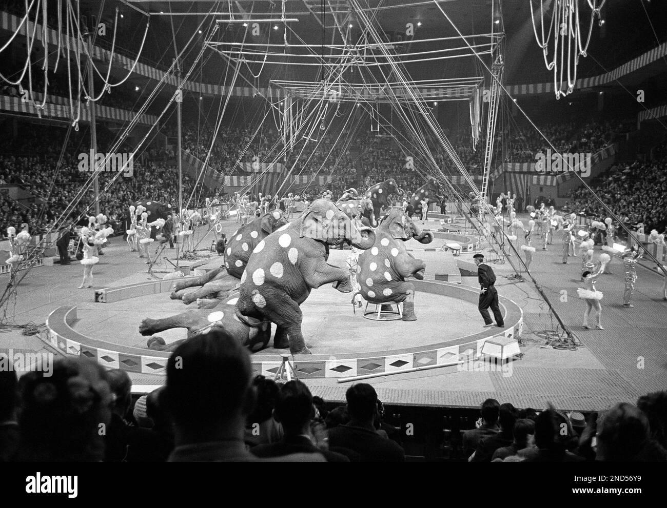 Elephants and dancers go through their paces in opening stages of first ...