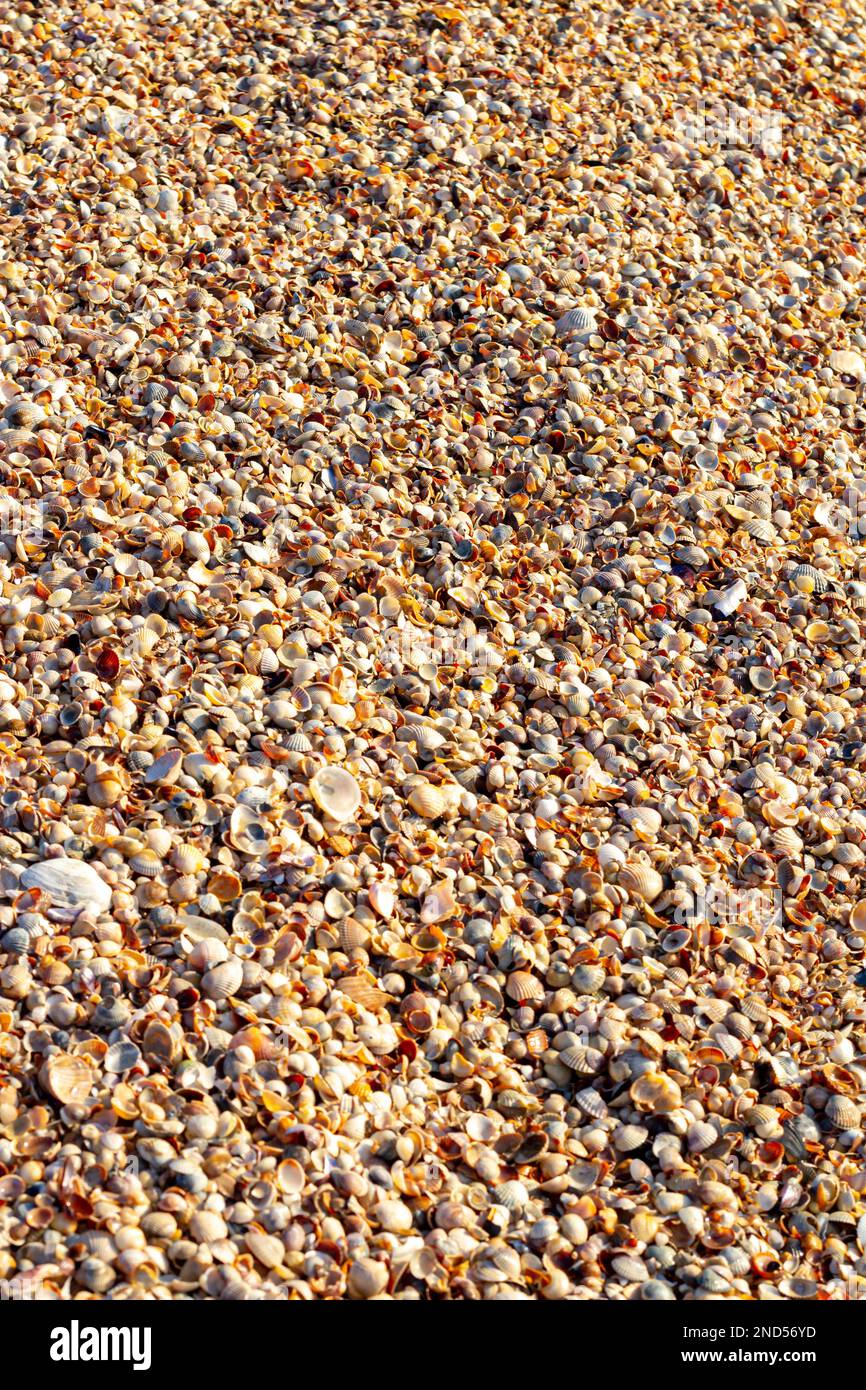 Seashell background, lots of different seashells piled together for ...