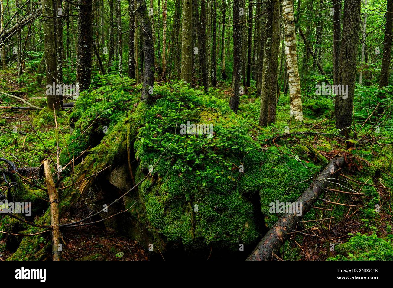 Balsam Fir forest in the Adirondack Mountains in New York State Stock ...