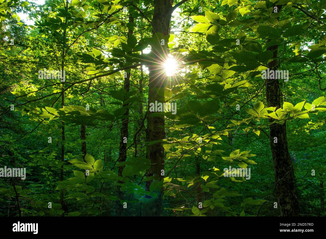 Sunrise in a beech forest in the Adirondack Mountains Of New York State ...