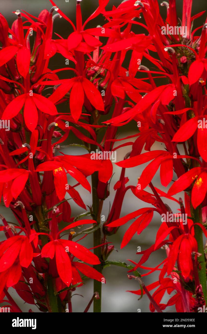 Closeup of a cluster of Cardinal flower blooms, Lobelia cardinalis, in ...