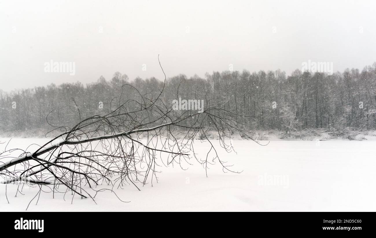 Photo in dull tones of a lonely tree fallen on the ice of the river in ...
