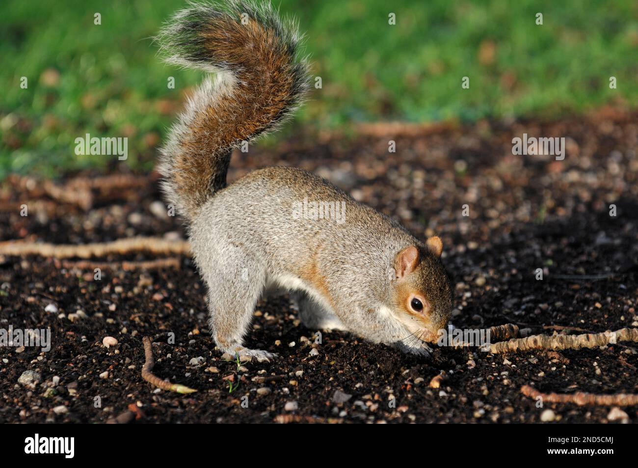 Squirrel digging hi-res stock photography and images - Alamy