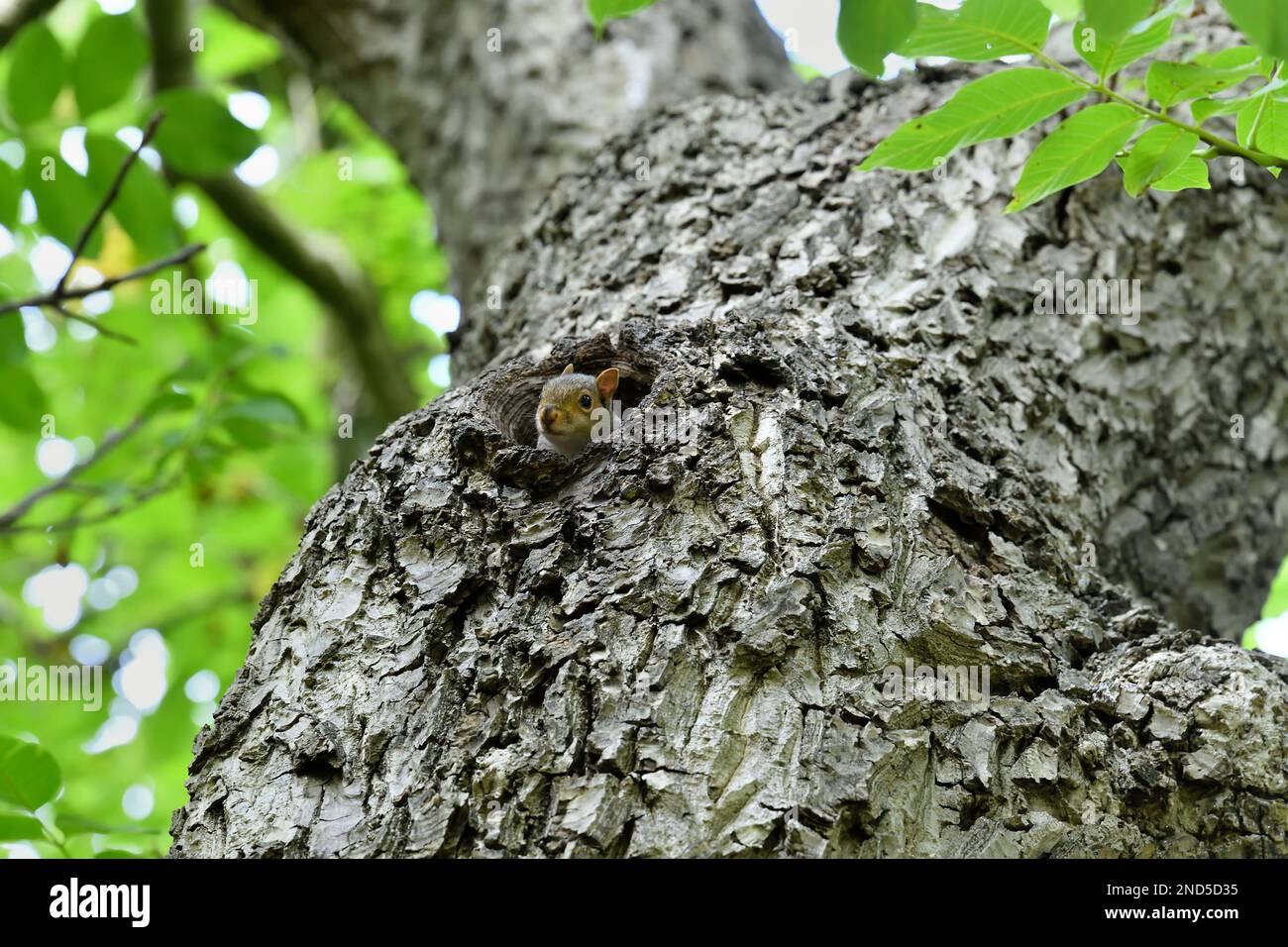 In the walnut tree hi-res stock photography and images - Alamy