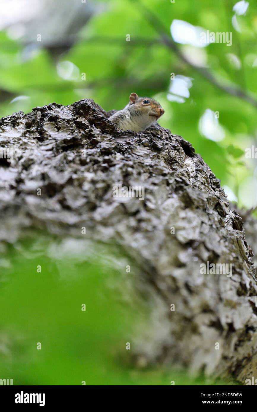 Grey Squirrel (Sciurus carolinensis) view of squirrel peering out of ...