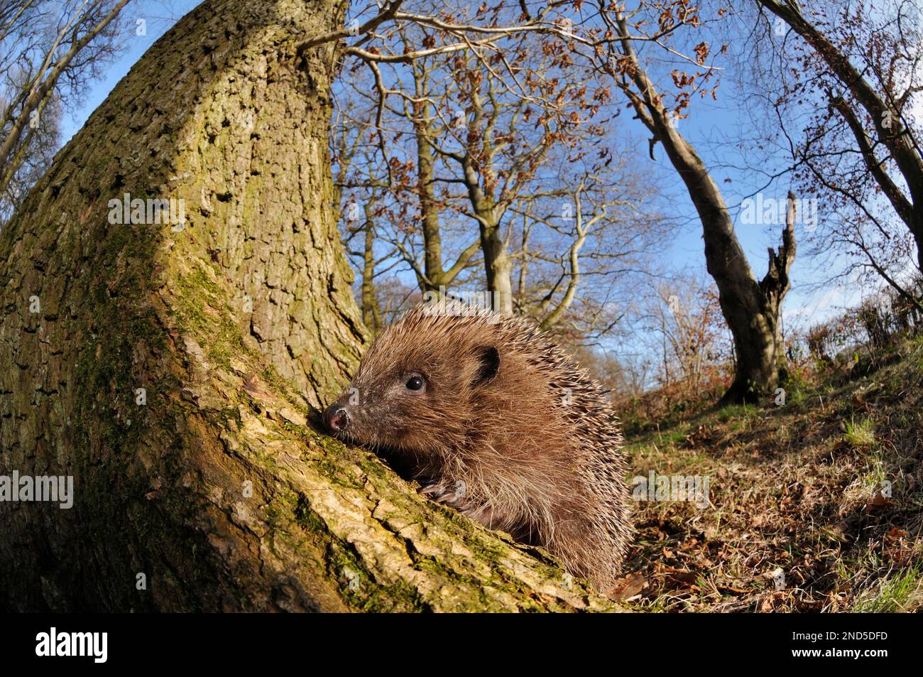 Hedgehog (Erinaceus europaeus) on woodland floor in daytime ...