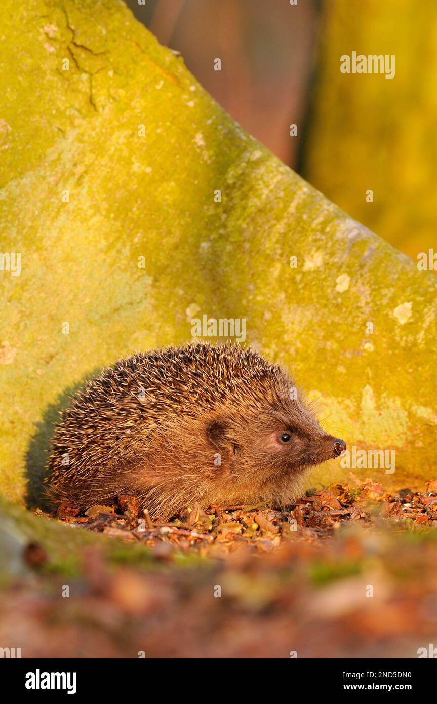 Hedgehog ((Erinaceus europaeus)) foraging in leaf litter at the base of ...
