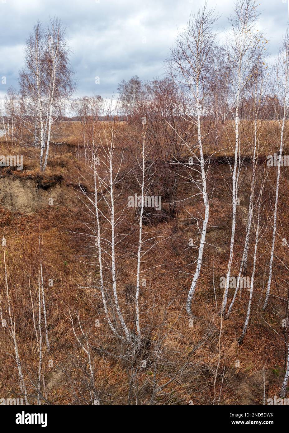 Sunset landscape birches growing hi-res stock photography and images ...