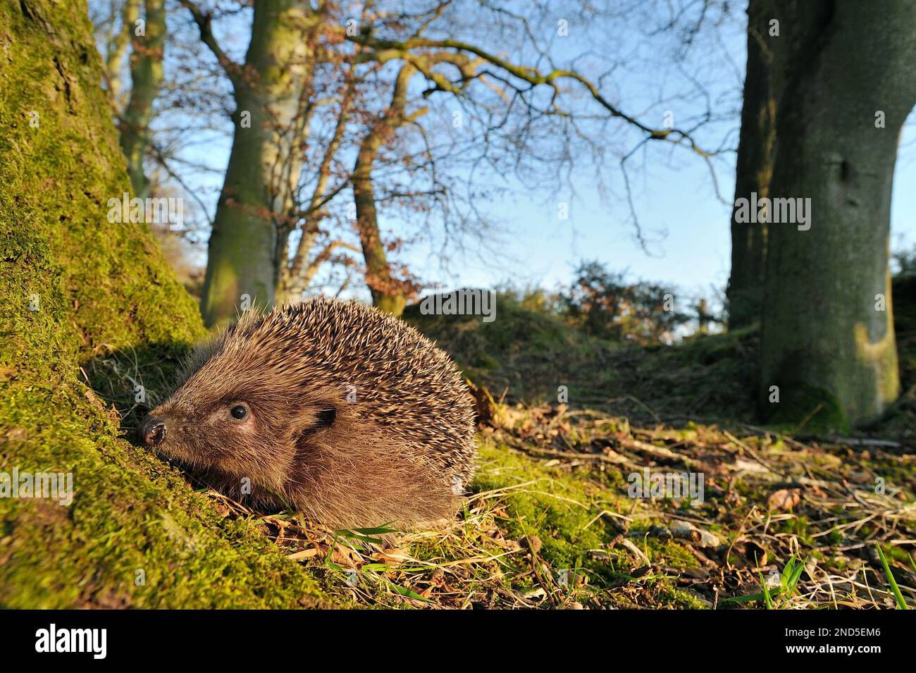 Woodland hedgehogs hi-res stock photography and images - Alamy