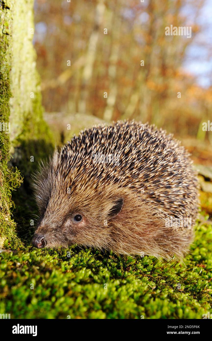 Hedgehogs scotland hi-res stock photography and images - Alamy