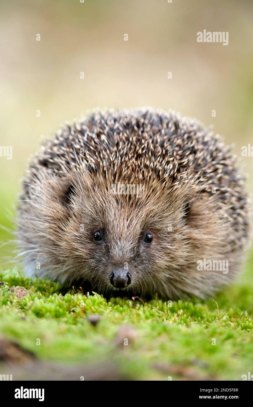 Woodland hedgehogs hi-res stock photography and images - Alamy