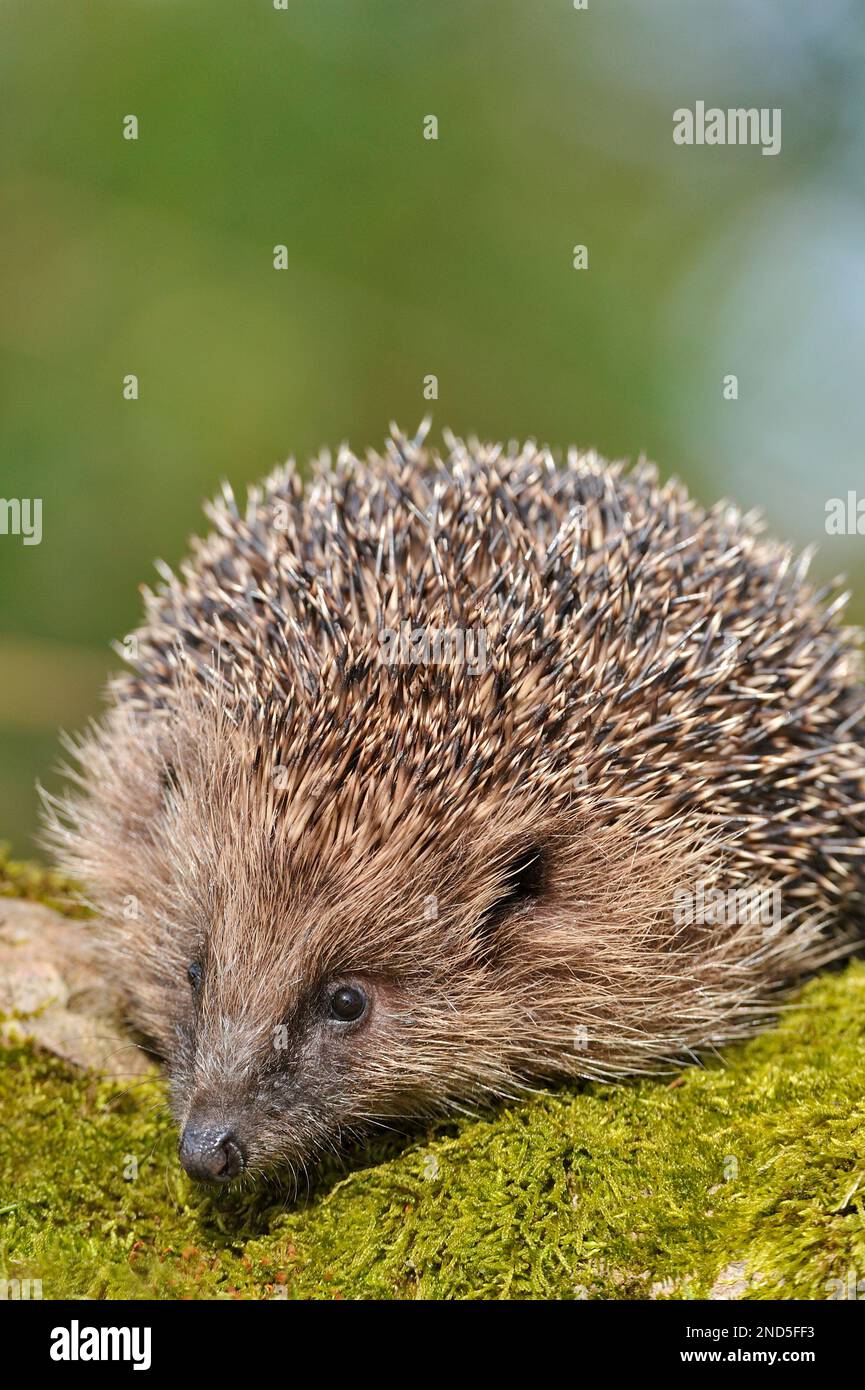 Woodland hedgehogs hi-res stock photography and images - Alamy