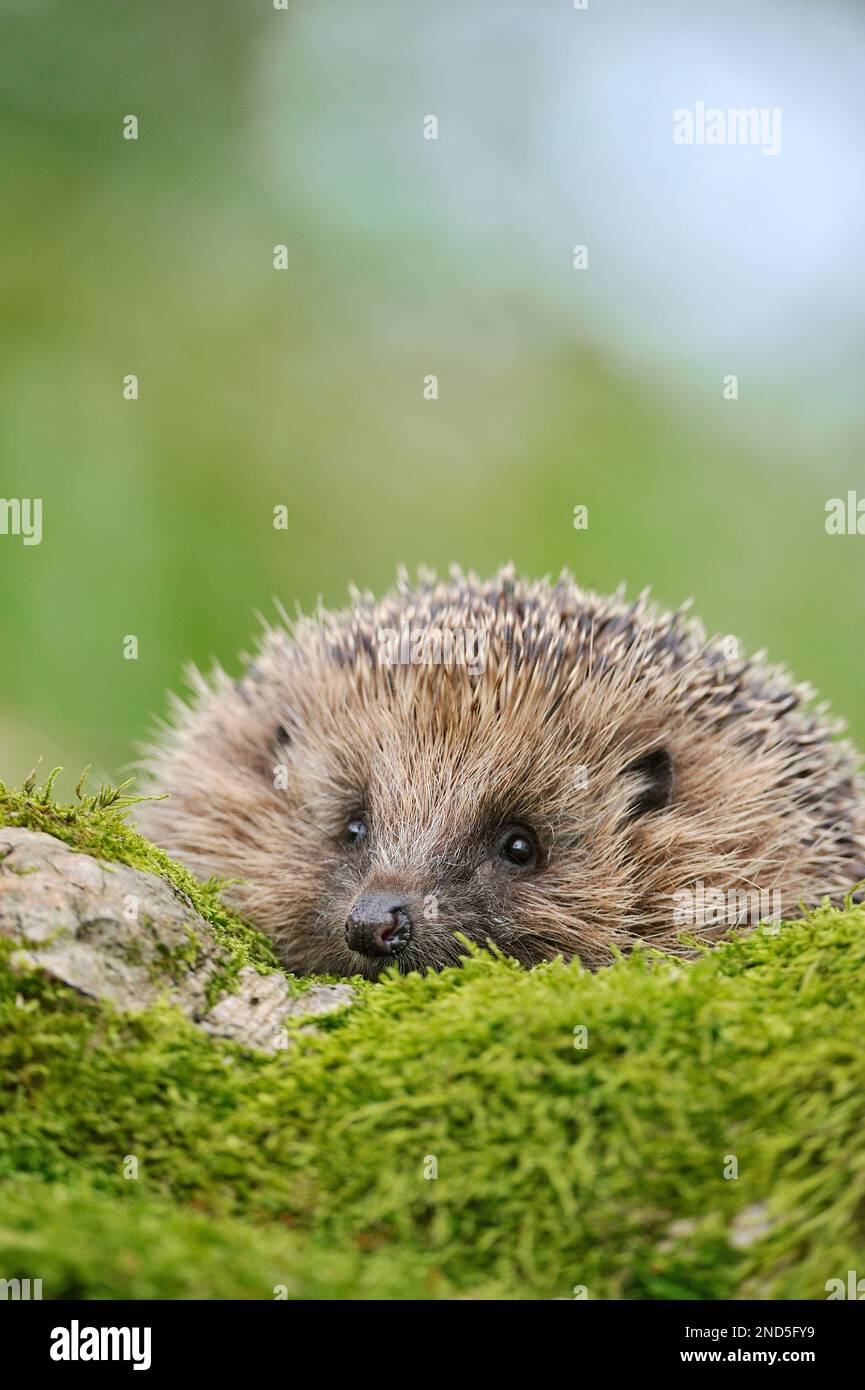 Hedgehogs scotland hi-res stock photography and images - Alamy
