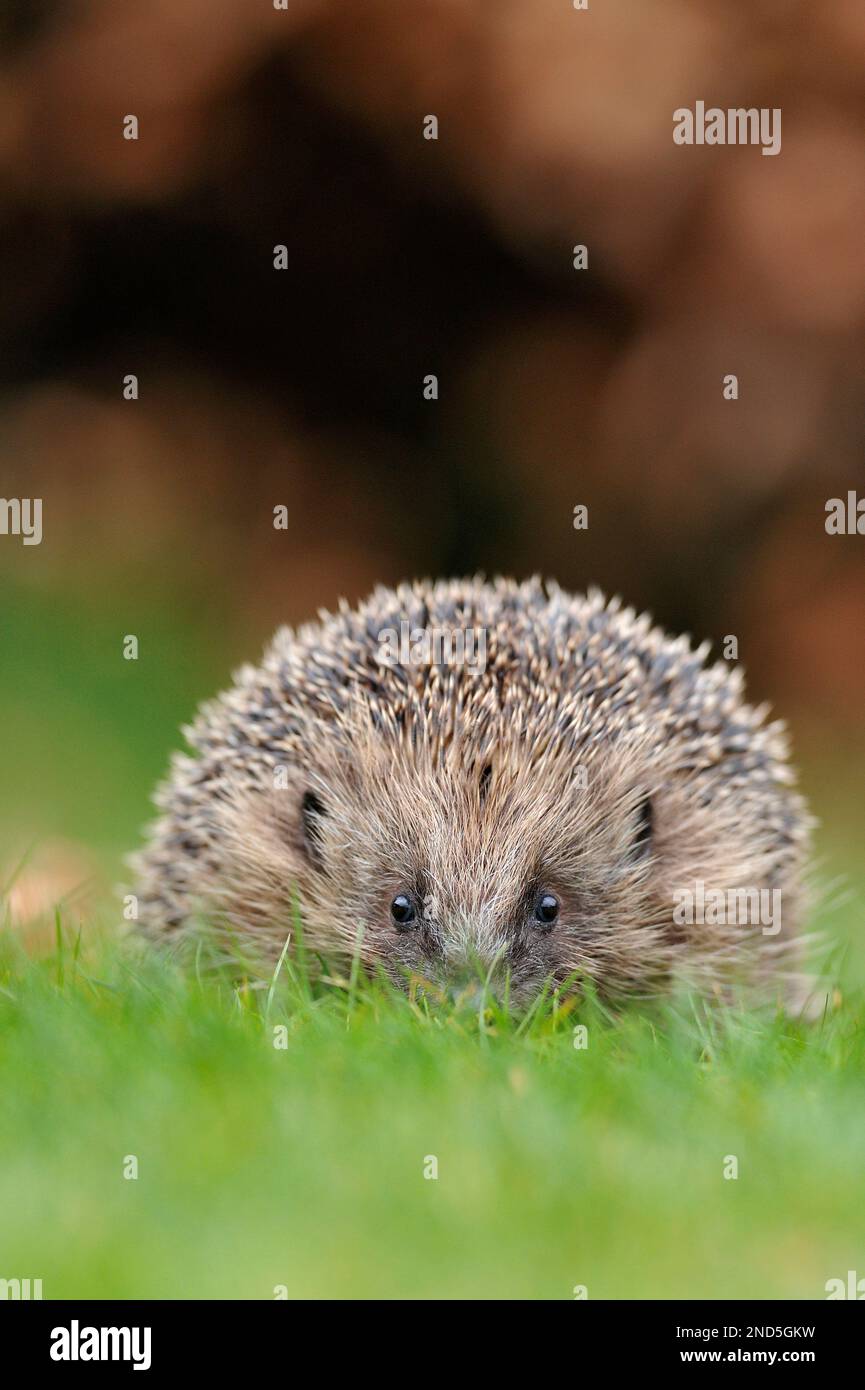 Hedgehog (Erinaceus europaeus) on garden lawn, Berwickshire, Scottish ...