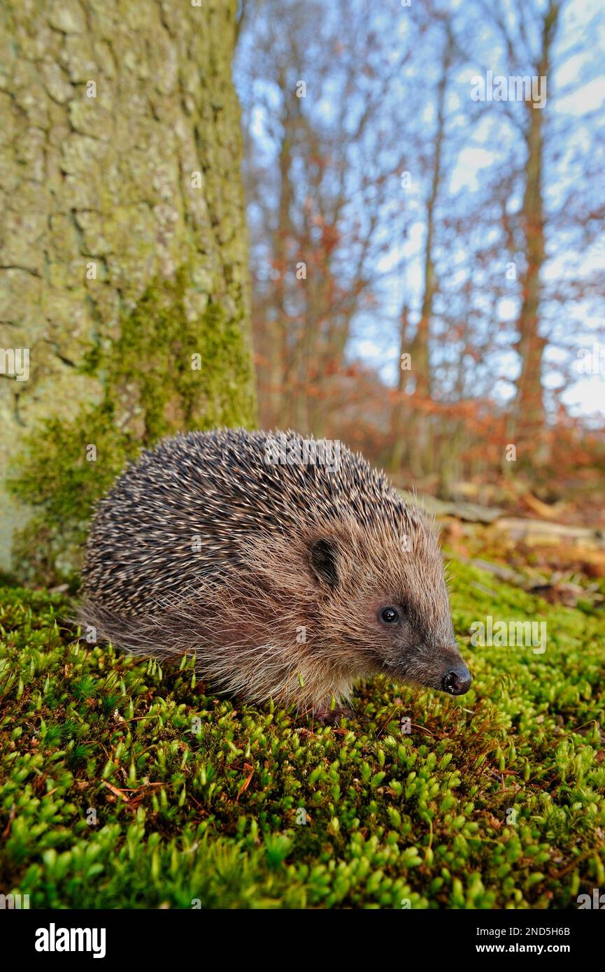 Hedgehog (Erinaceus europaeus) on woodland floor in daytime ...