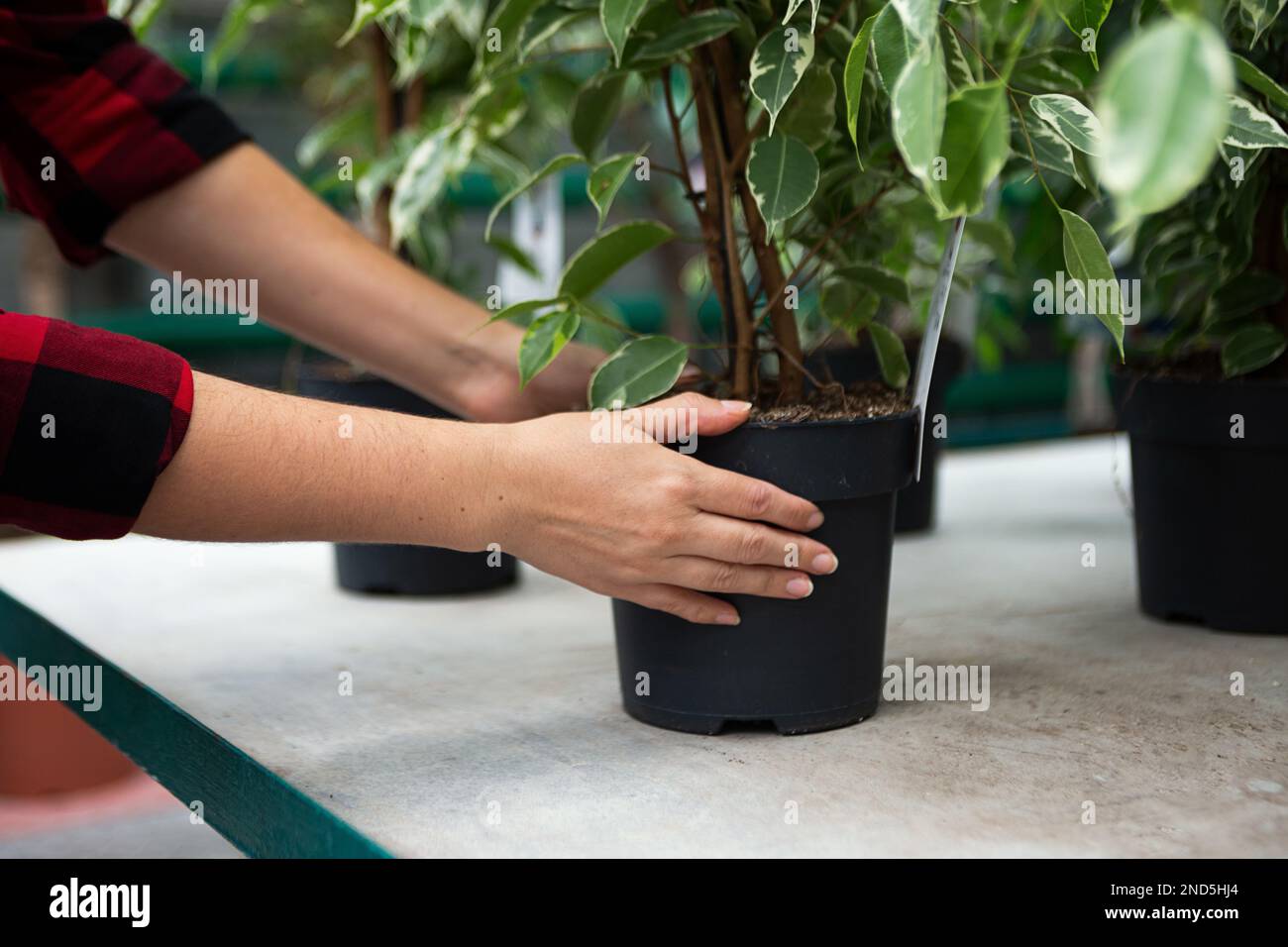 Anonymous woman holding in hands pot with ficus tree in pot,plant ...