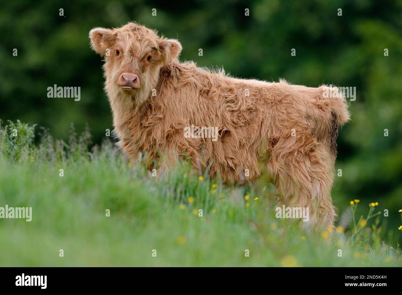 Highland Cow (Bos taurus) calf, in summer meadow, Berwickshire ...
