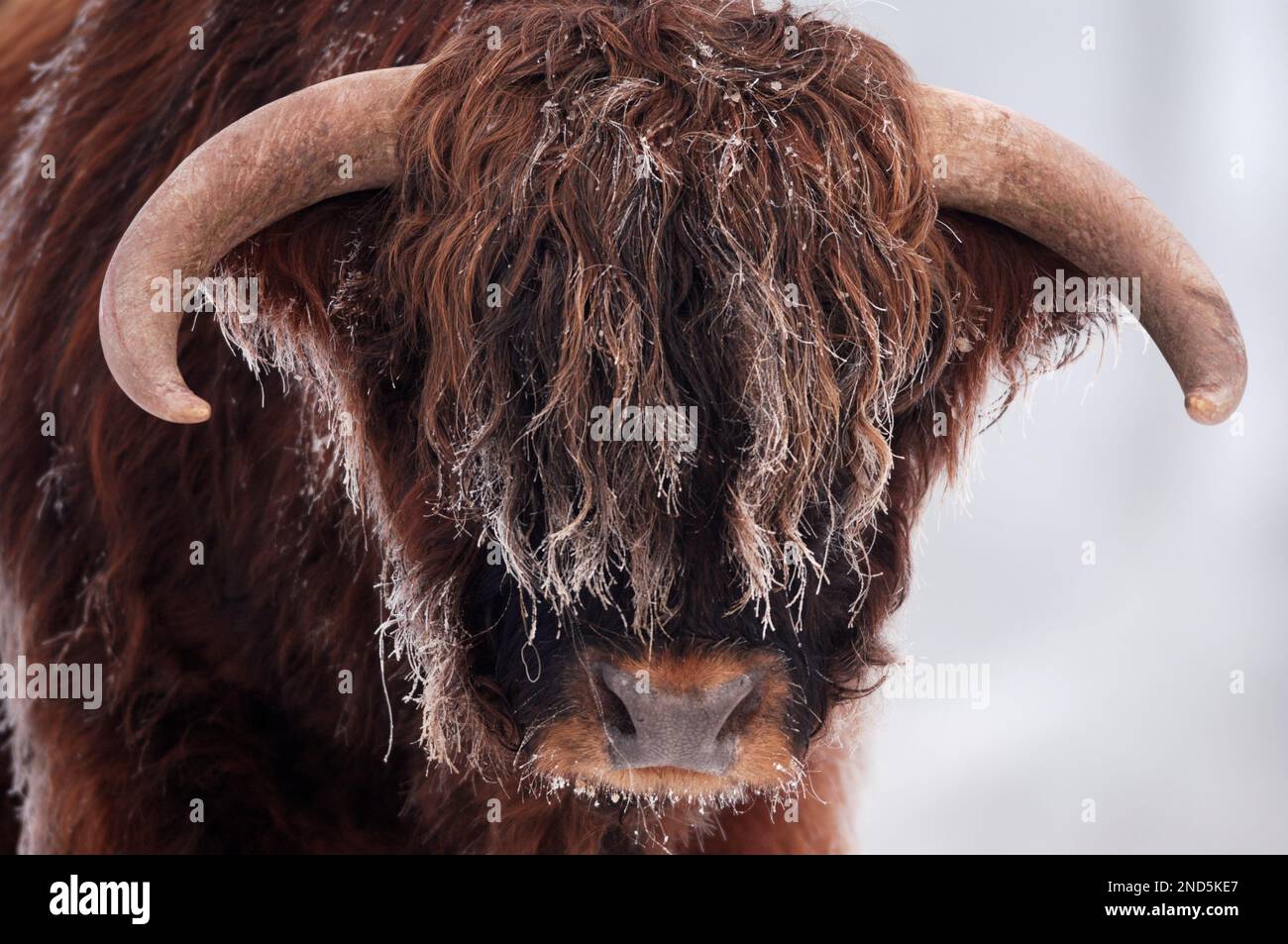 Highland Bull (Bos taurus) in freezing fog, Berwickshire, Scottish ...
