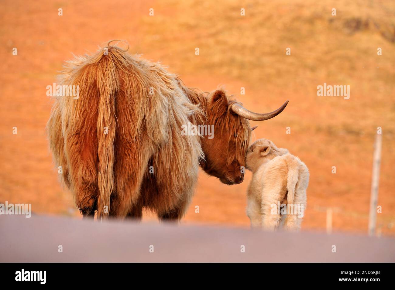 Highland cow (Bos taurus), female cow with calf, Isle of Mull, Inner ...