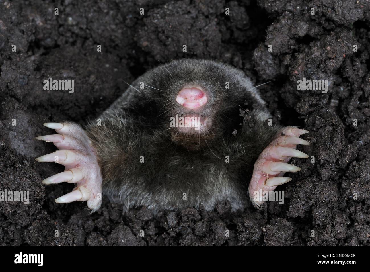 Mexican Mole Animal
