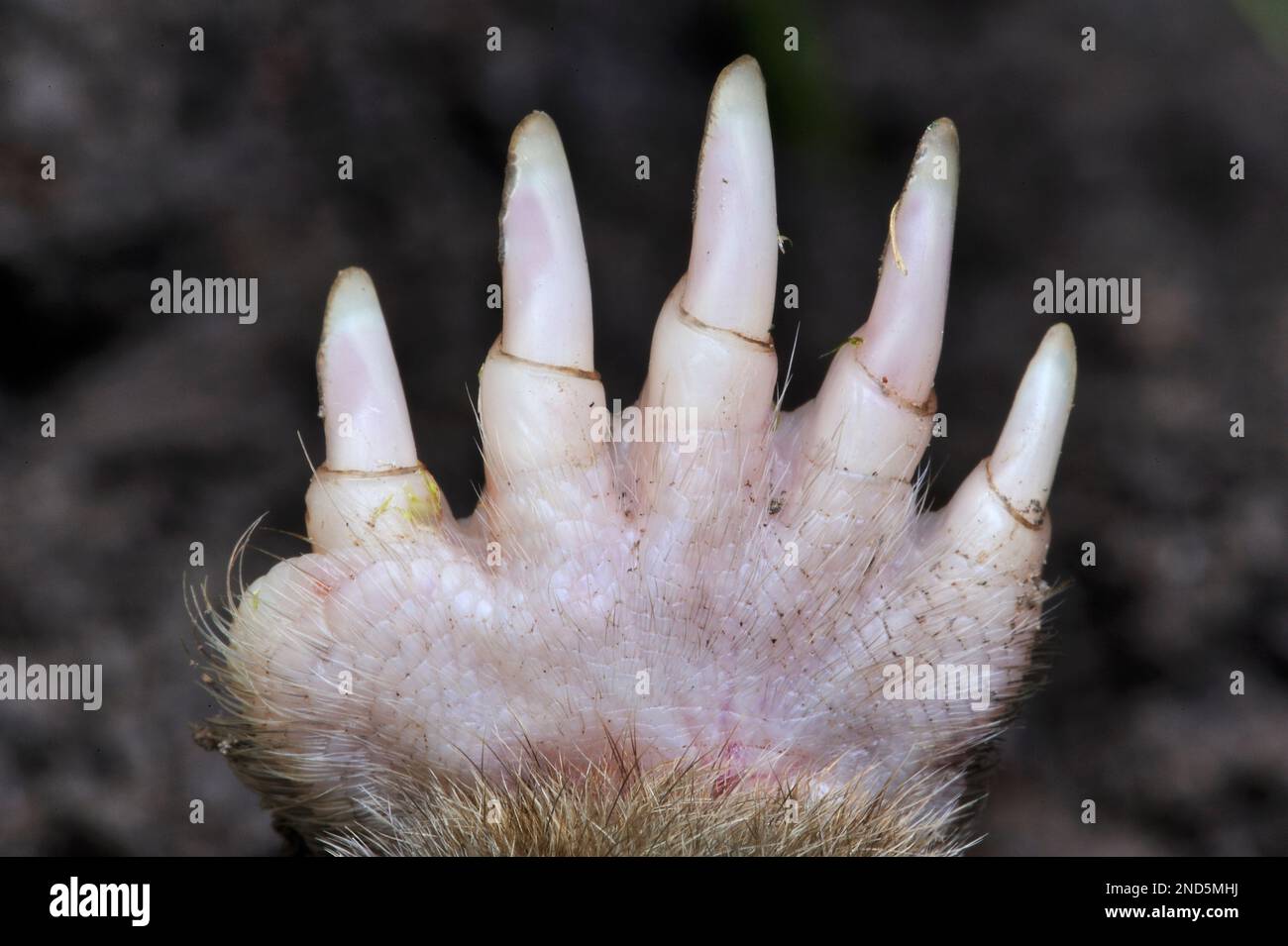 Mole (Talpa europaea) close-up detail of front foot and nails of dead ...
