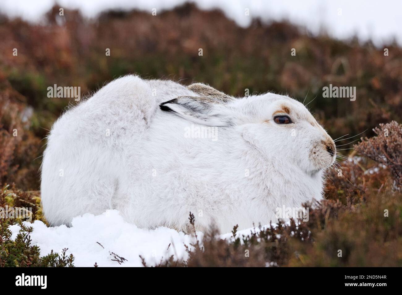 Mountain Hare (Lepus timidus) in winter coat crouching in heather ...