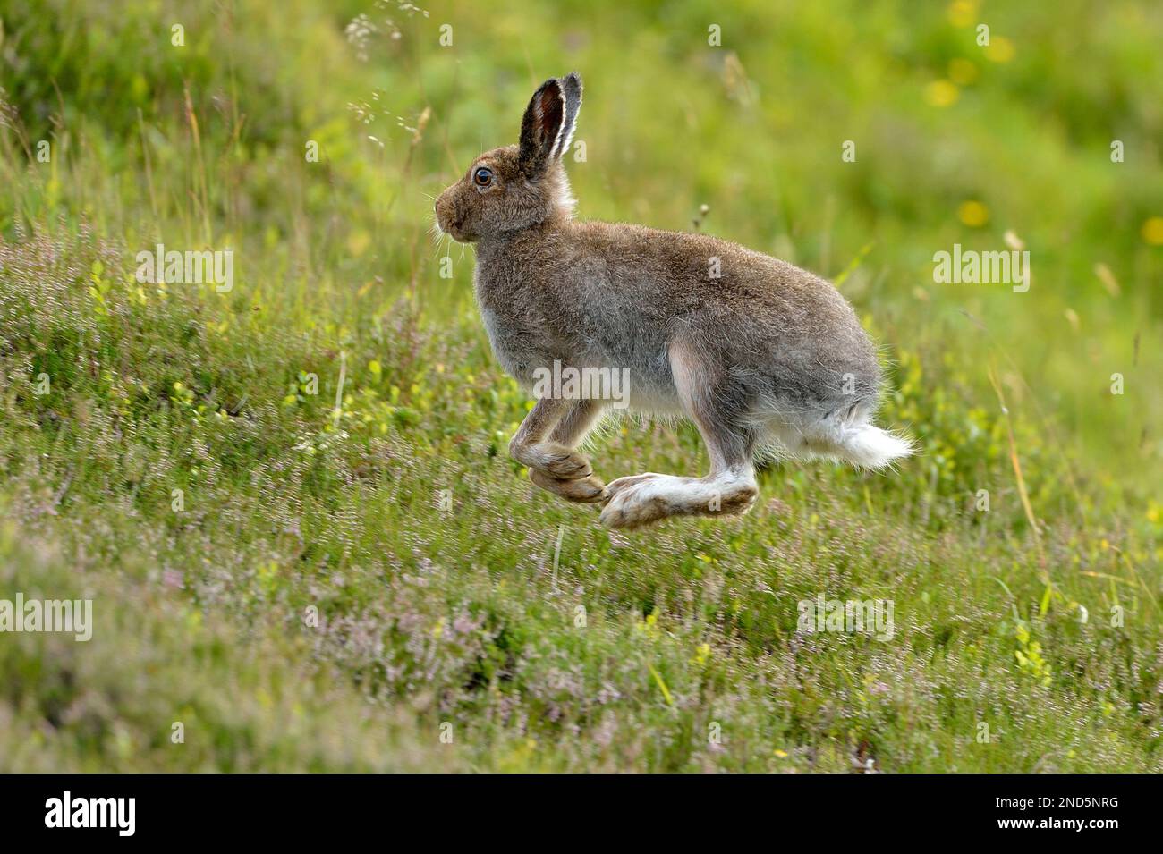 Mountain Hare (Lepus timidus) adult hare in summer coat / pelage ...