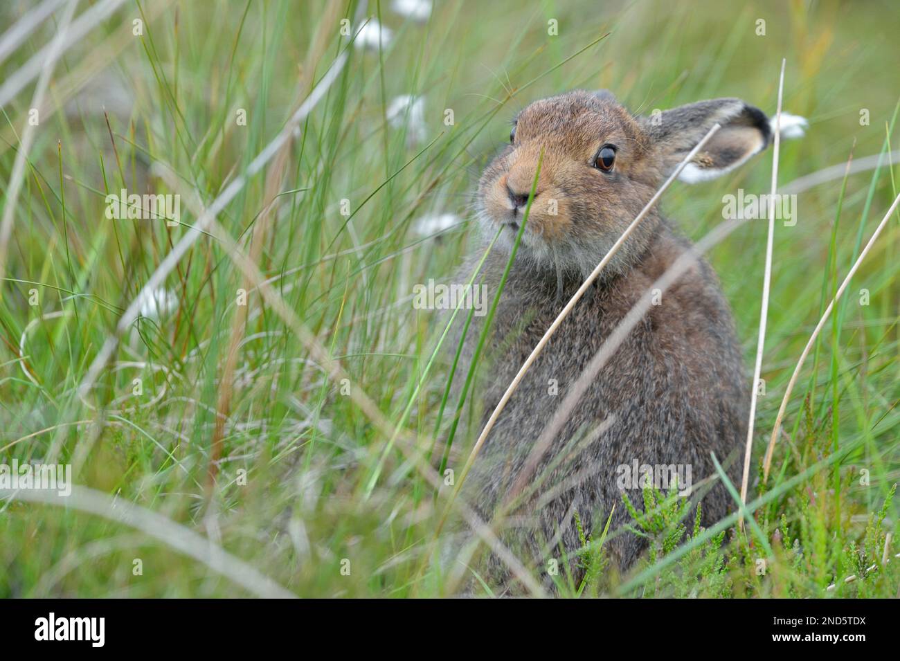 Brown hare june hi-res stock photography and images - Alamy