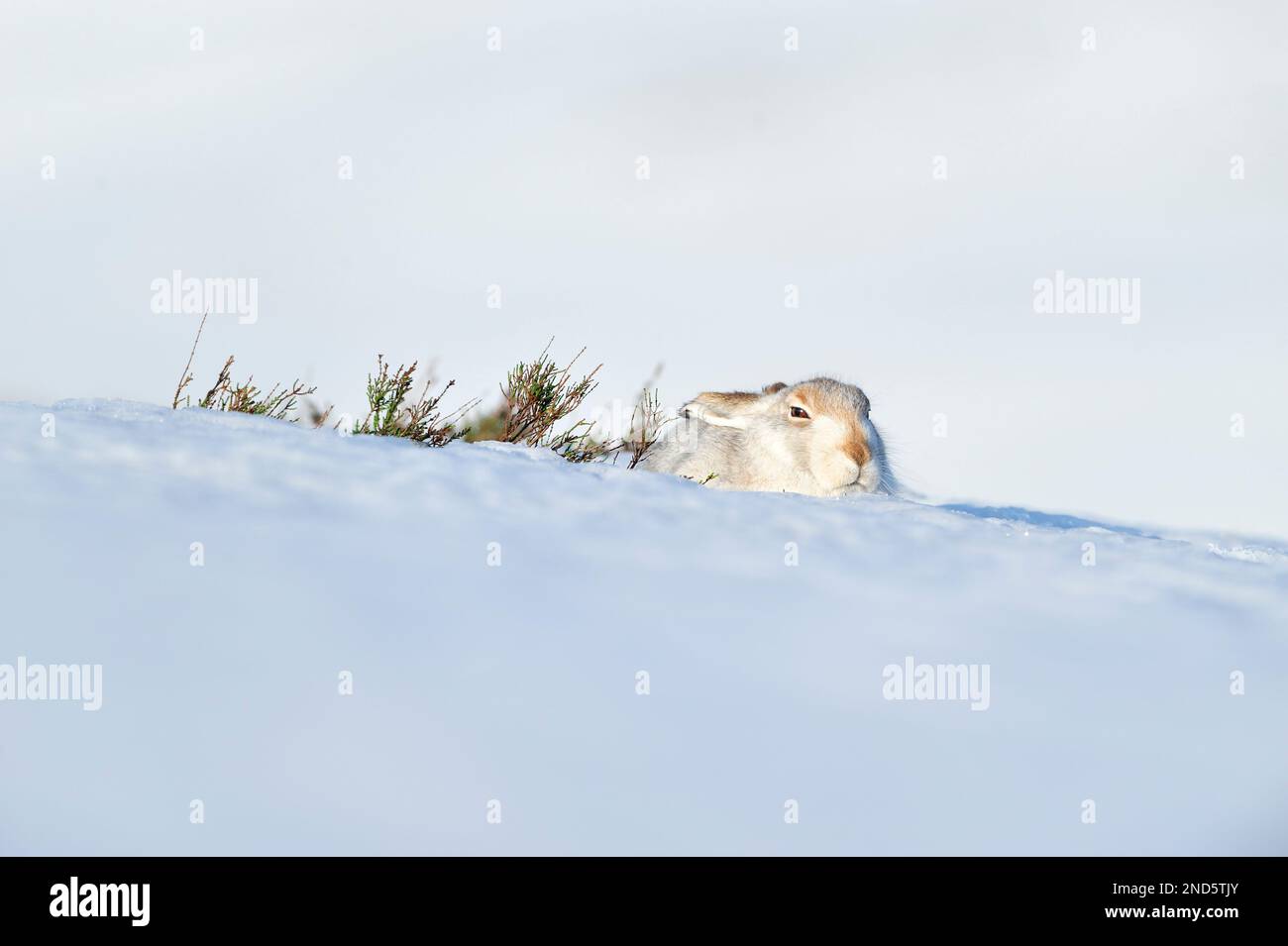 Mountain Hare (Lepus timidus) sheltering in snow hole, Lammermuir Hills ...