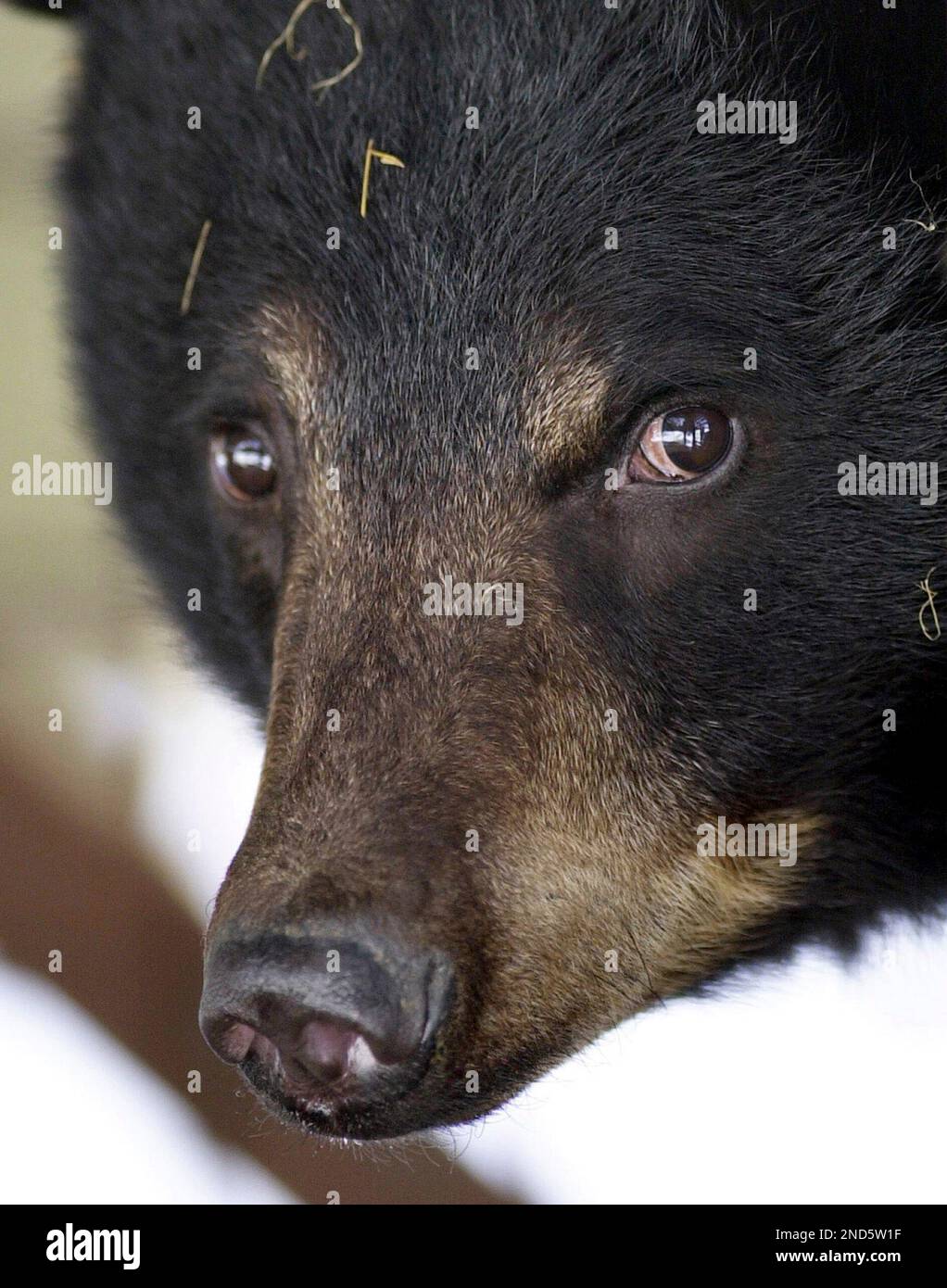 FILE - This April 9, 2003 file photo shows a female black bear coming ...
