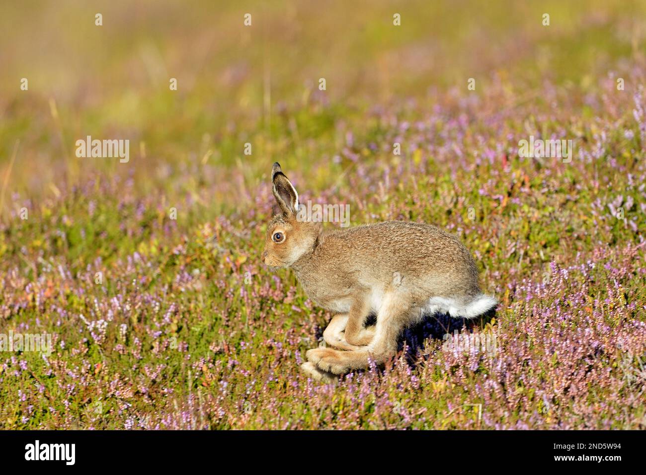 Mountain Hare (Lepus timidus) in brown summer coat in evening lighting ...